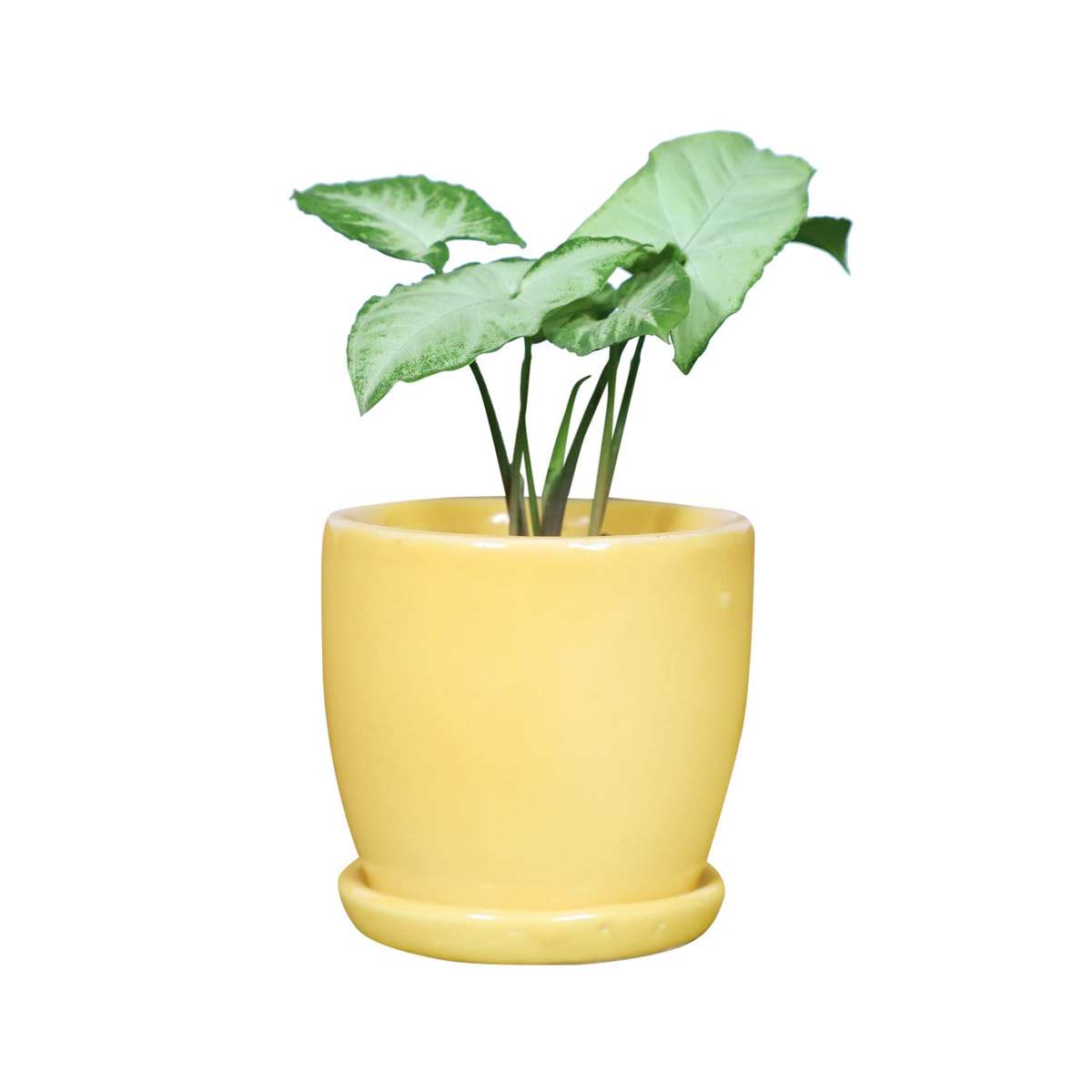 Lyallpur Stores Ceramic Yellow Planter Pot with Pot Base(Plate) for ...